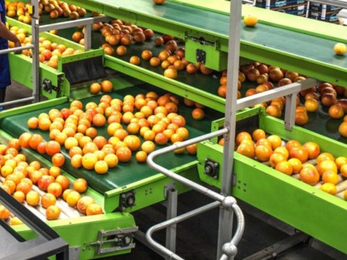 Conveyor Belts for Food Industry | Inbelts Belt Technology
