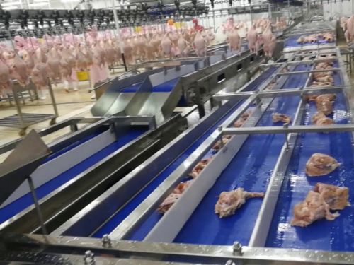 Conveyor Belts for Food Industry | Inbelts