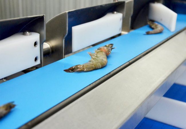 Conveyor Belts for Fish and Seafood | Inbelts